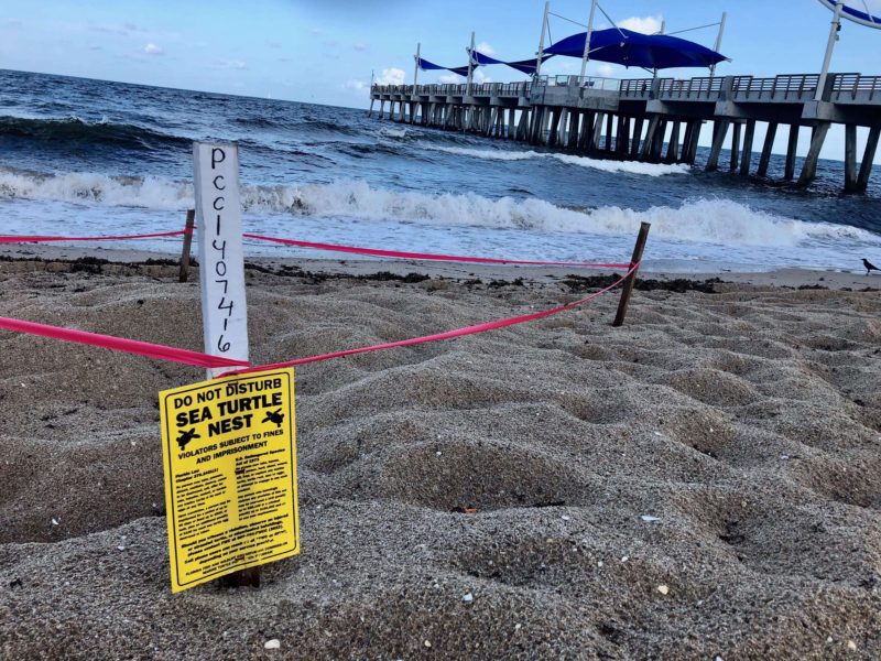 Experience Sea Turtle Nesting Season in Pompano Beach, FL